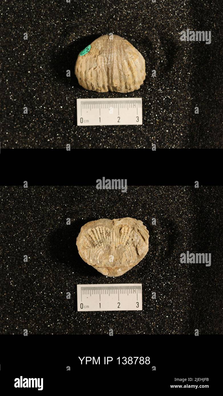 Productus (Dictyoclostus) subcostatus Stock Photo - Alamy