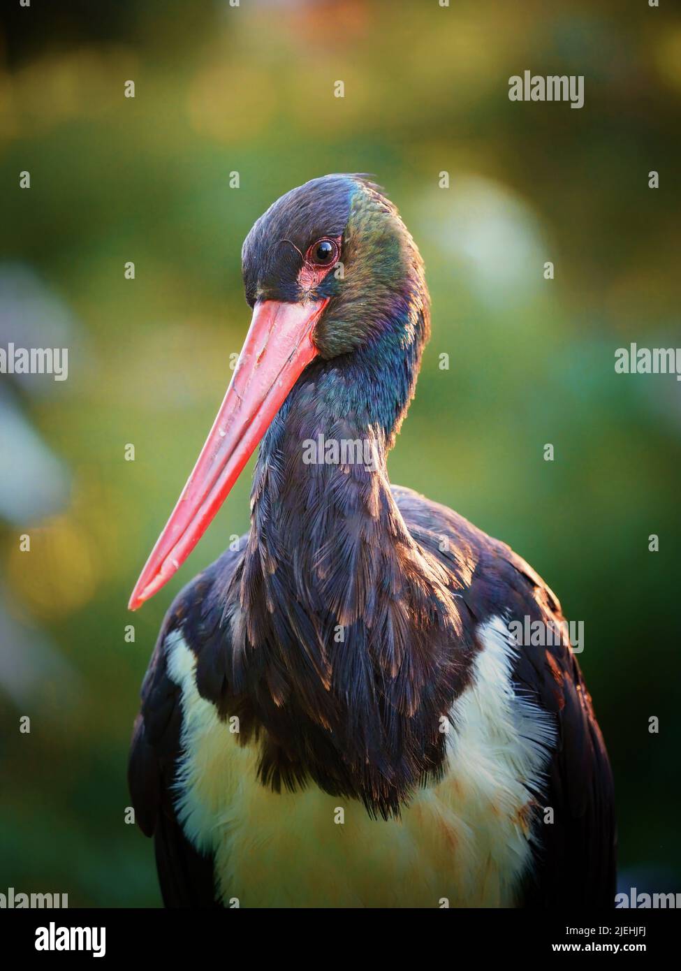 Detail close-up portrait of Black Stork with red bill. Black stork in ...