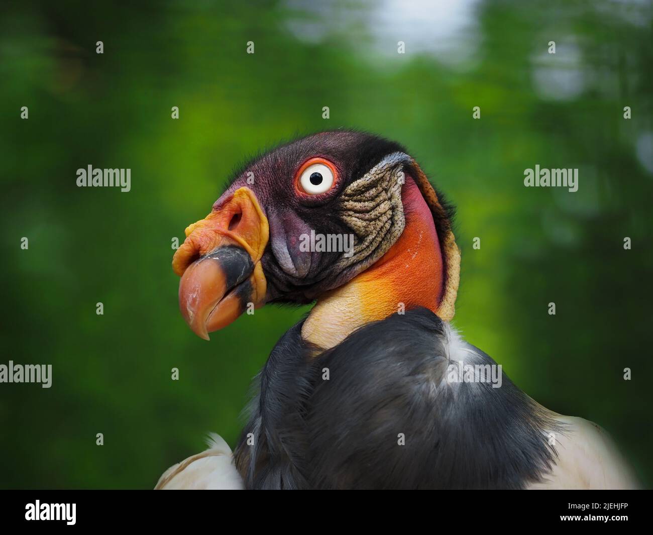 Detail portrait king Vulture. bird of prey. Vulture on green background ...