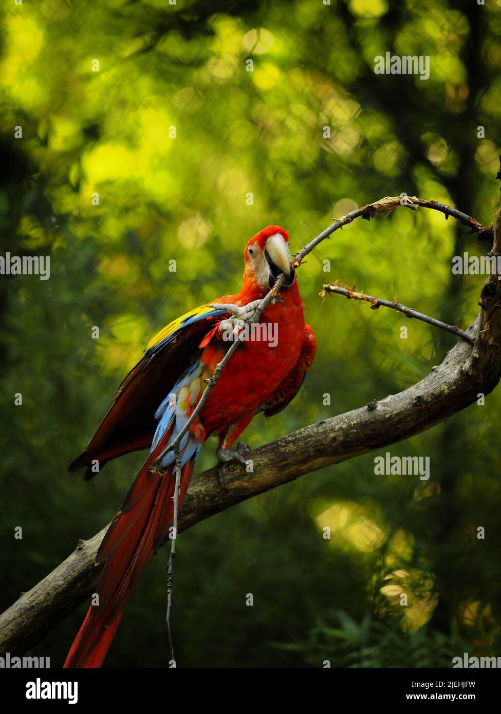 Famous popular parrot on tree. Bird in nature. Parrot in nature. Red ...
