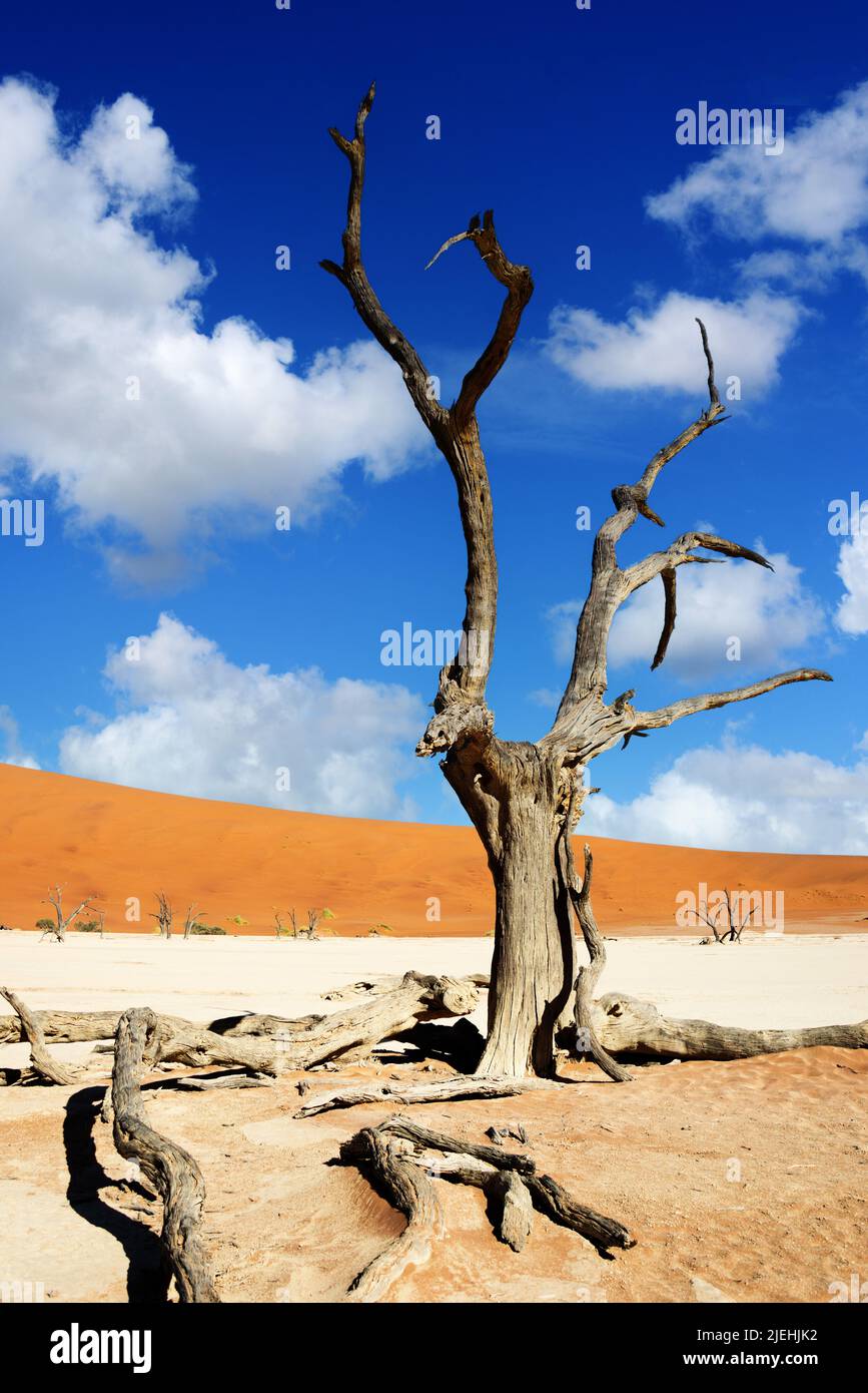 Dead camel thorn trees hi-res stock photography and images - Alamy