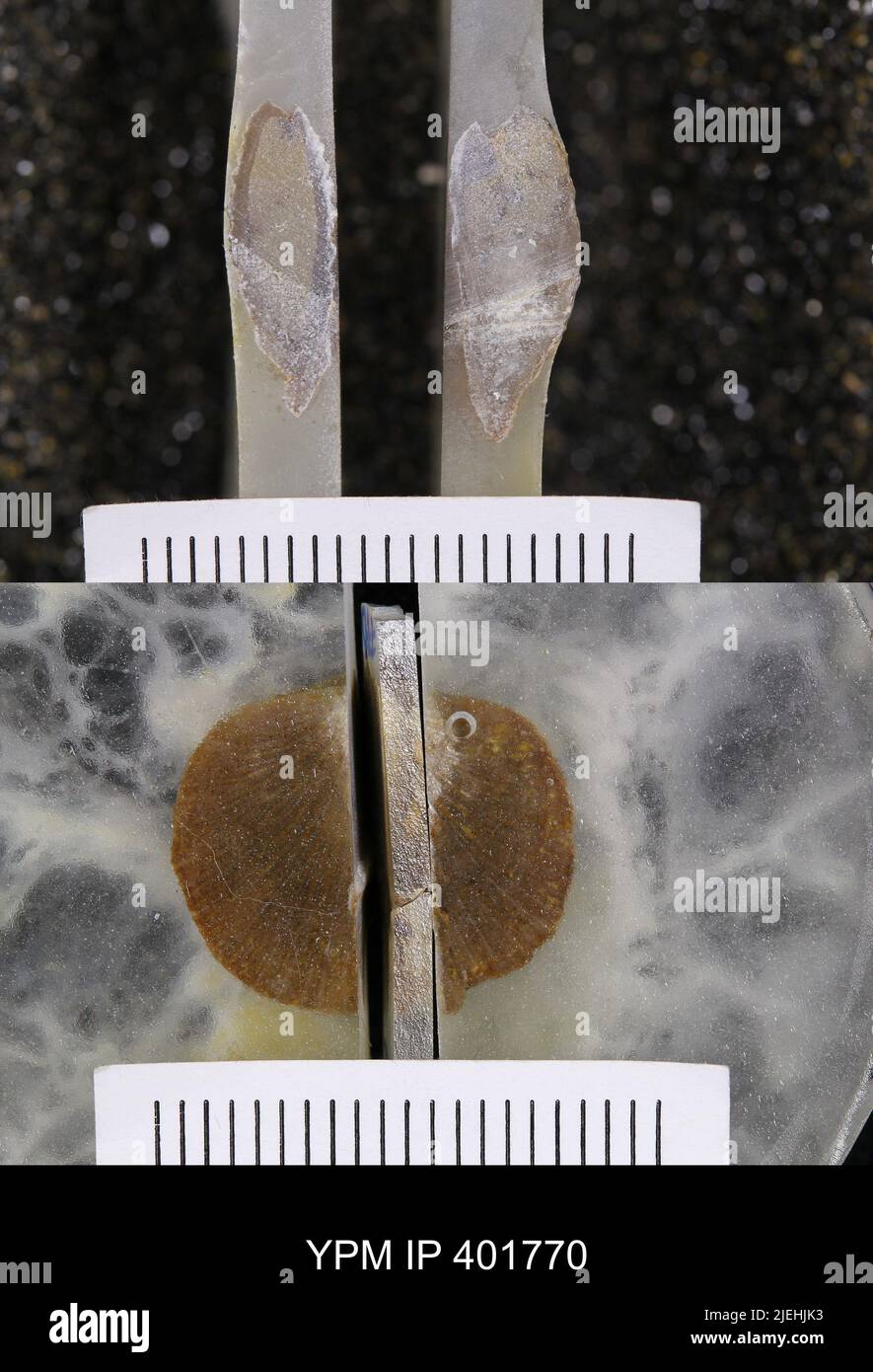 Dalmanella testudinaria meeki cumings hi-res stock photography and ...