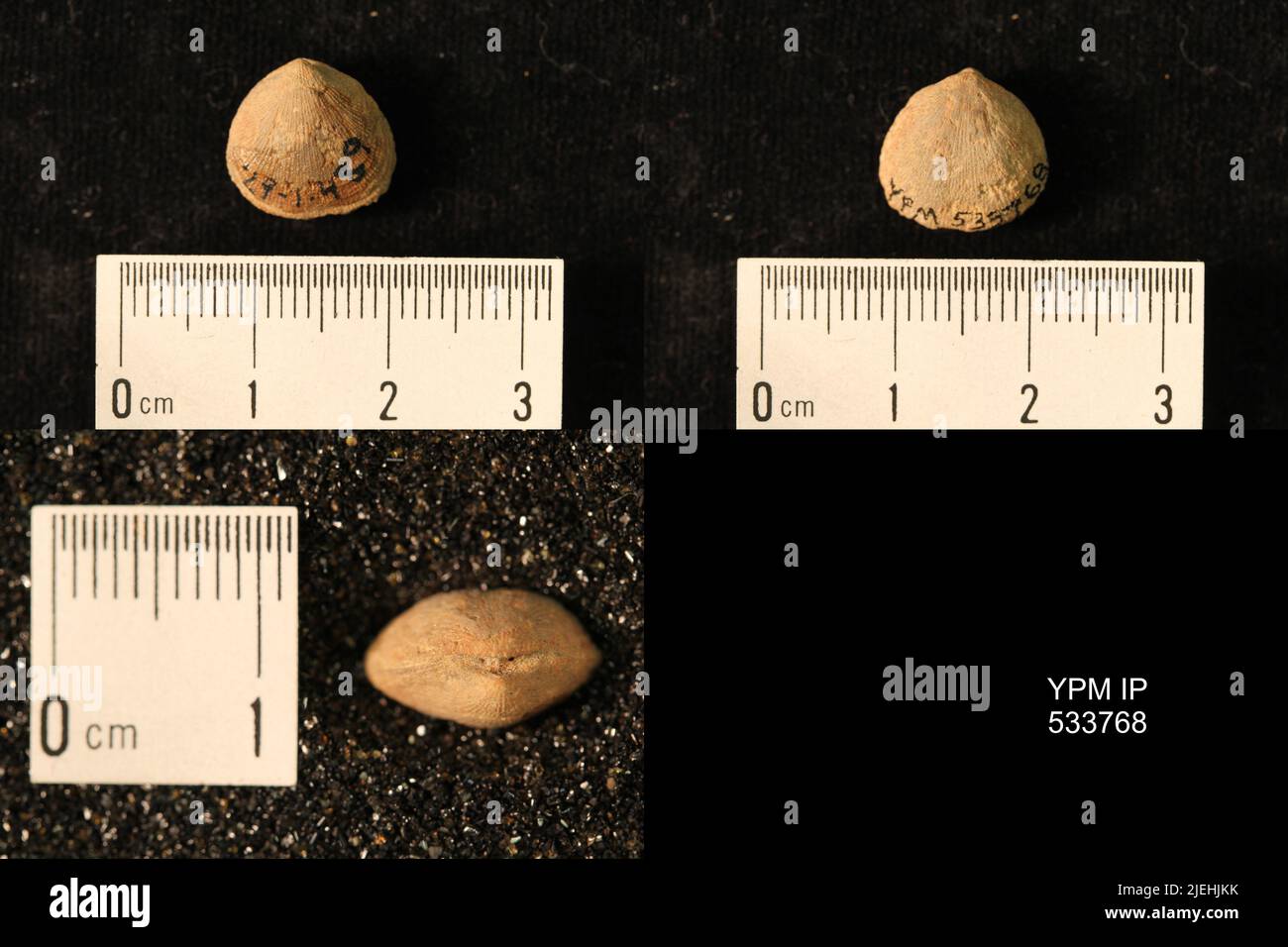 Dalmanella sp hi-res stock photography and images - Alamy