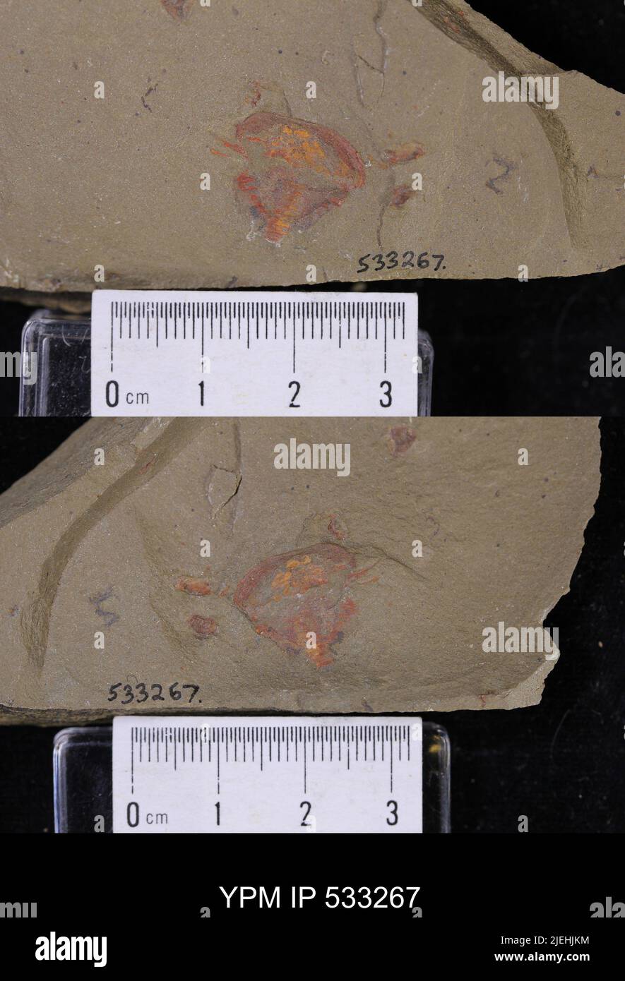 Xiphosurida hi-res stock photography and images - Alamy