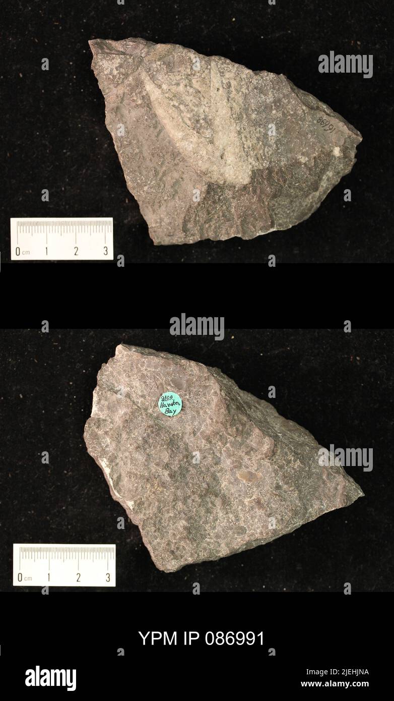 Endoceratoidea hi-res stock photography and images - Alamy