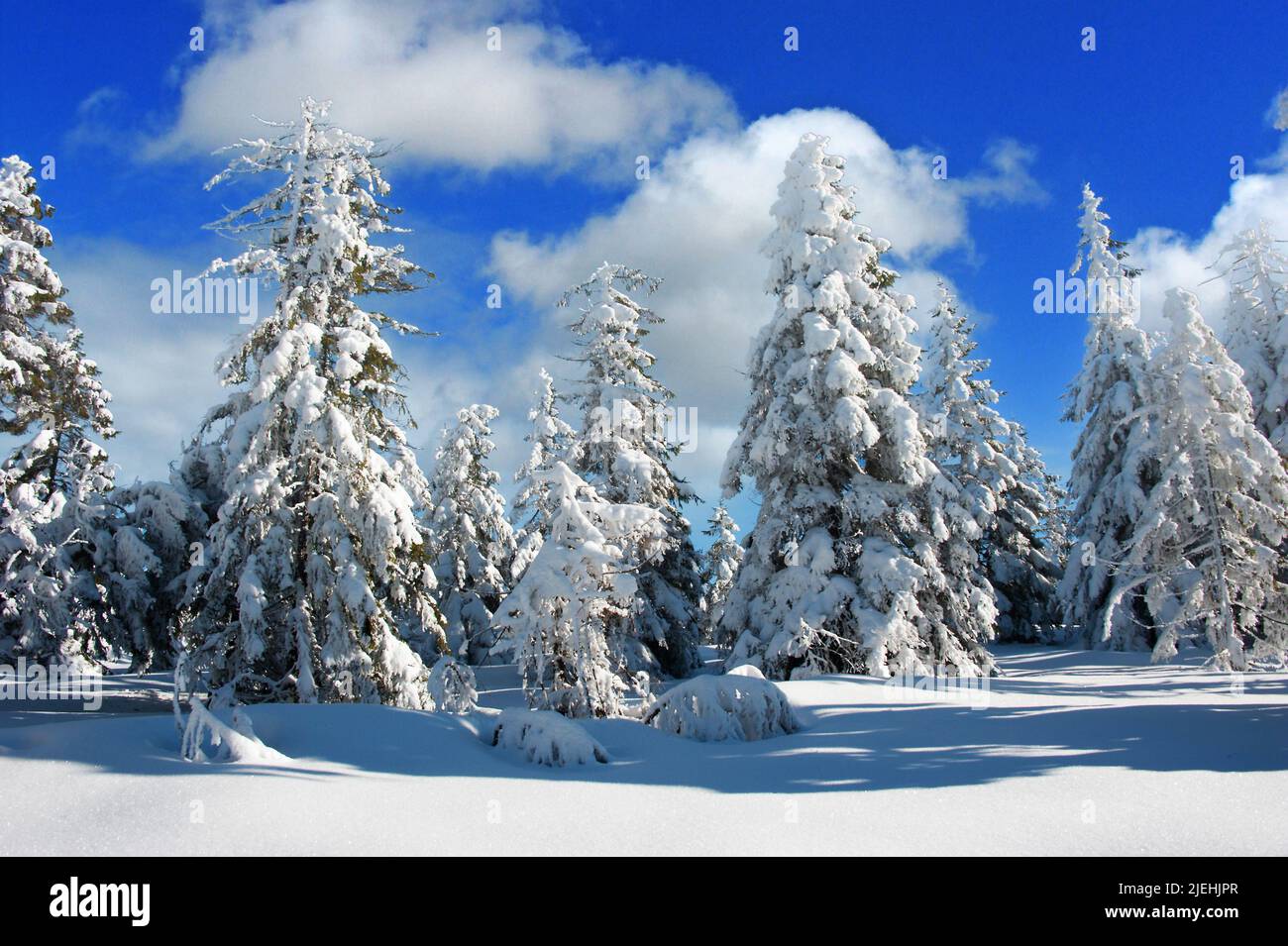 Winterlandschaft, Sonnenberg, Harz, Niedersachsen, Deutschland ...