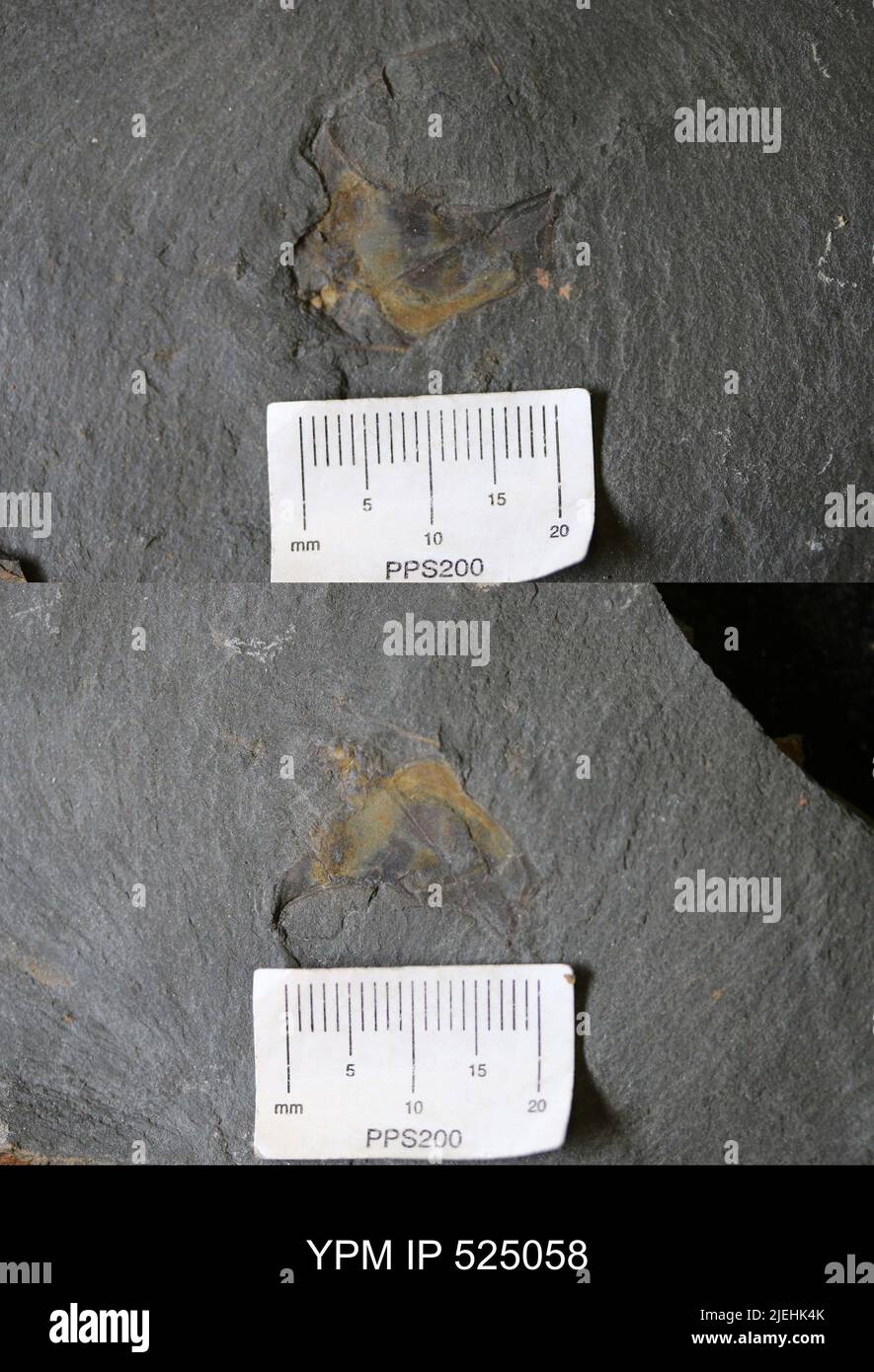 Cothurnocystis hi-res stock photography and images - Alamy