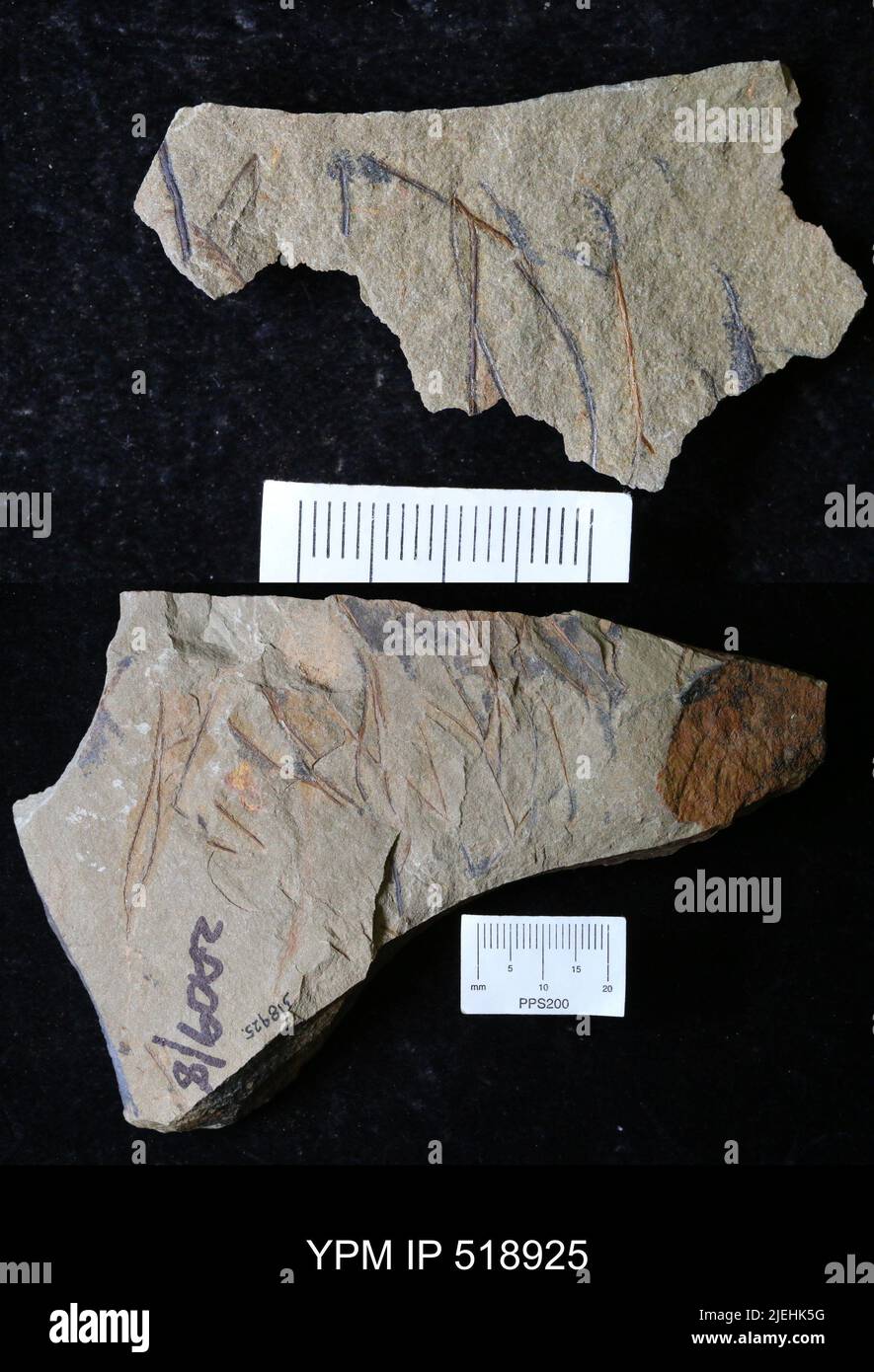 Graptolithina graptolites hi-res stock photography and images - Alamy