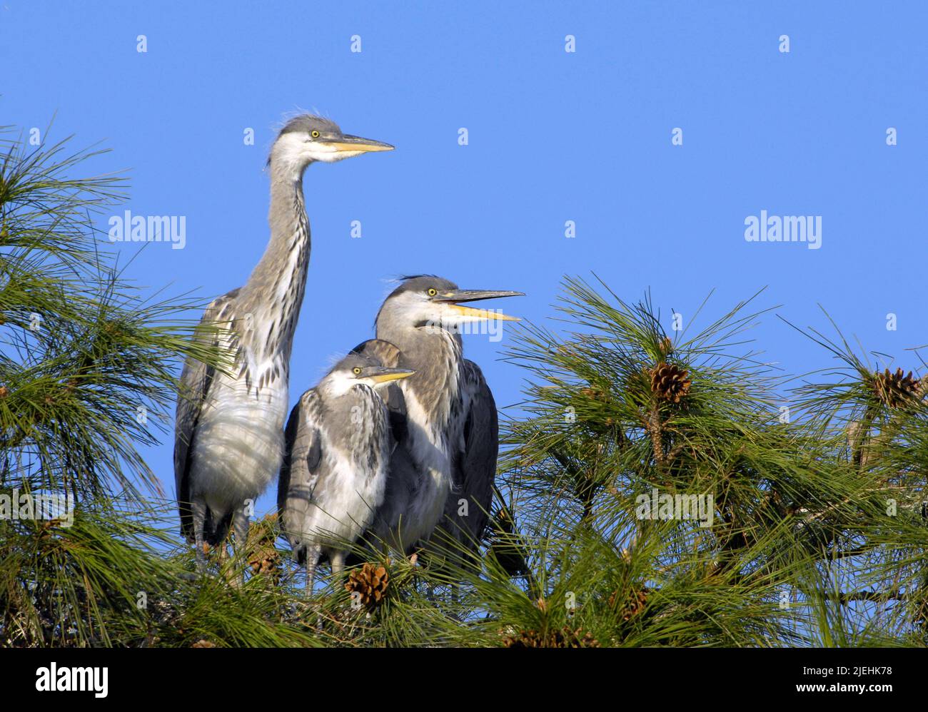 Graureiher, auch Fischreiher genannt, (Ardea cinerea), Horst ...