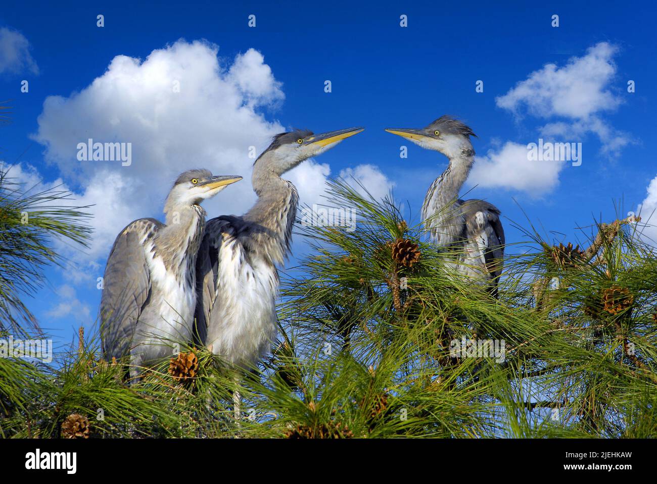 Graureiher, auch Fischreiher genannt, (Ardea cinerea), Horst ...