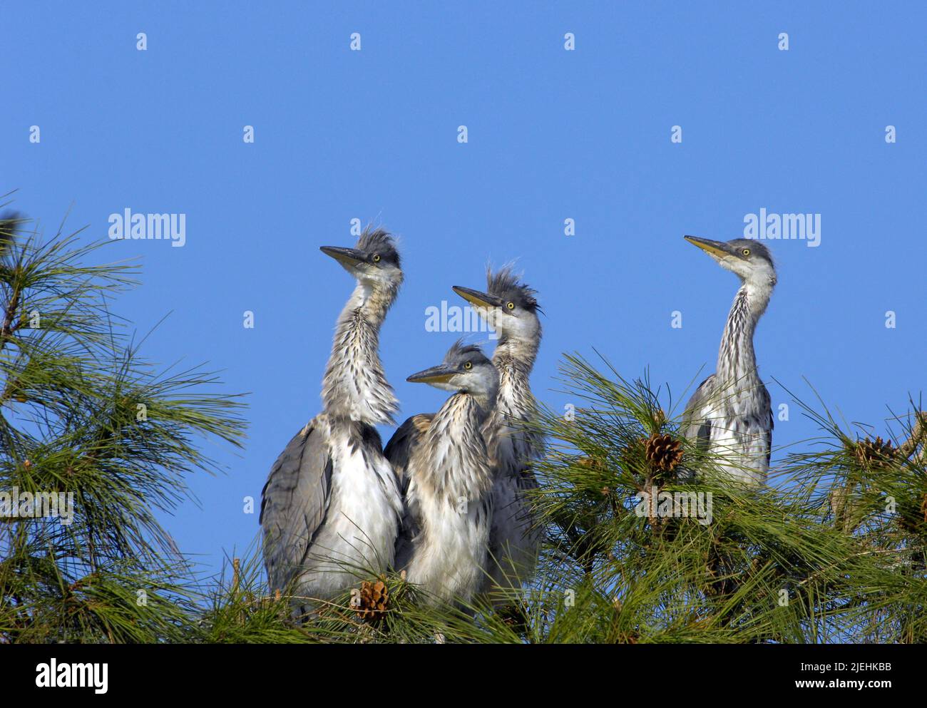 Graureiher, auch Fischreiher genannt, (Ardea cinerea), Horst ...