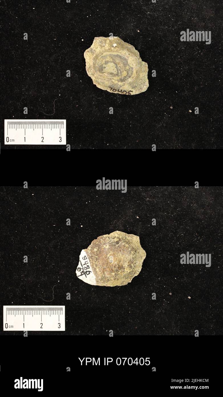 Heliolites nucella Foerste Stock Photo - Alamy