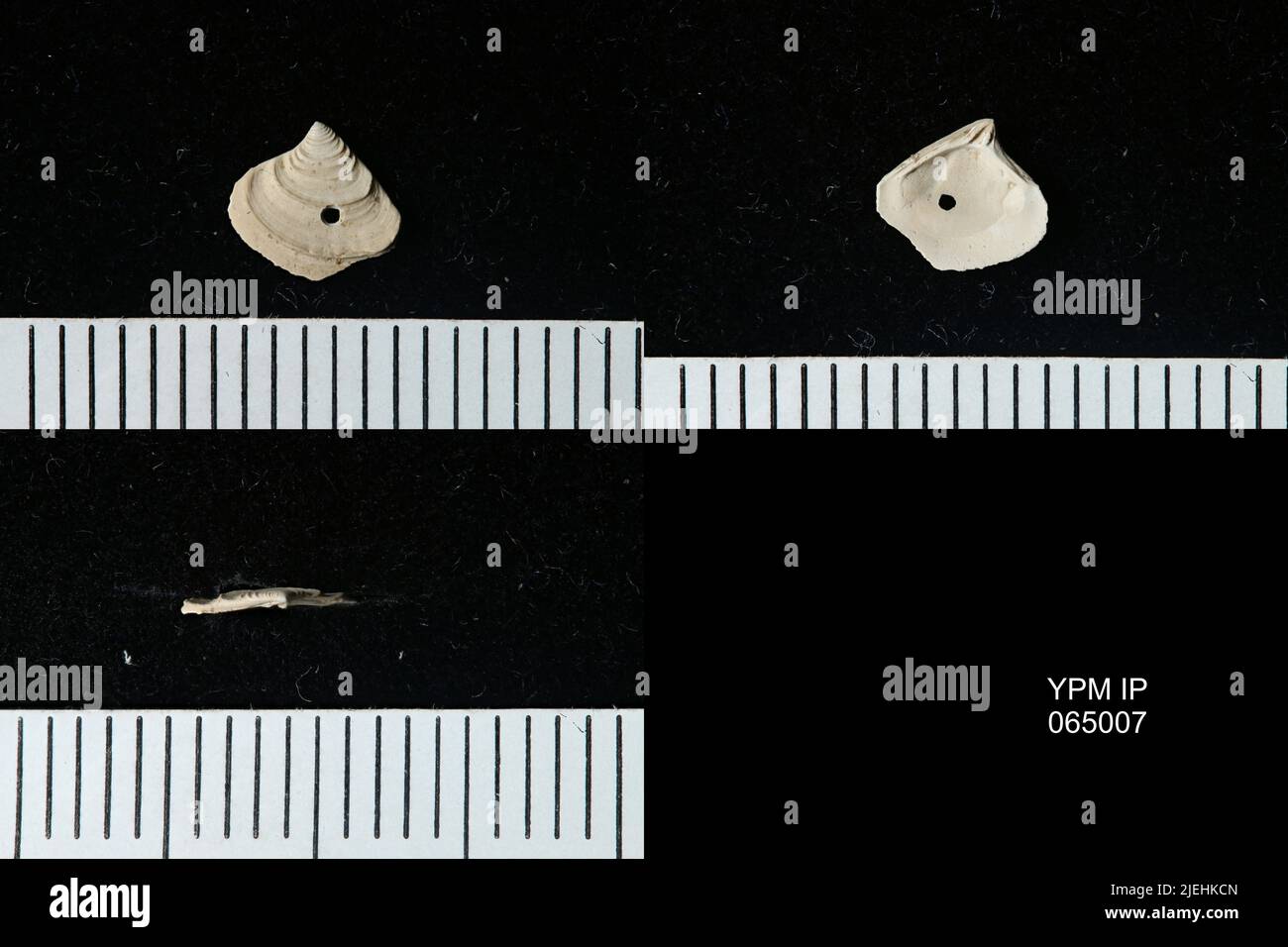 Astarte cuneiformis animalia hi-res stock photography and images - Alamy