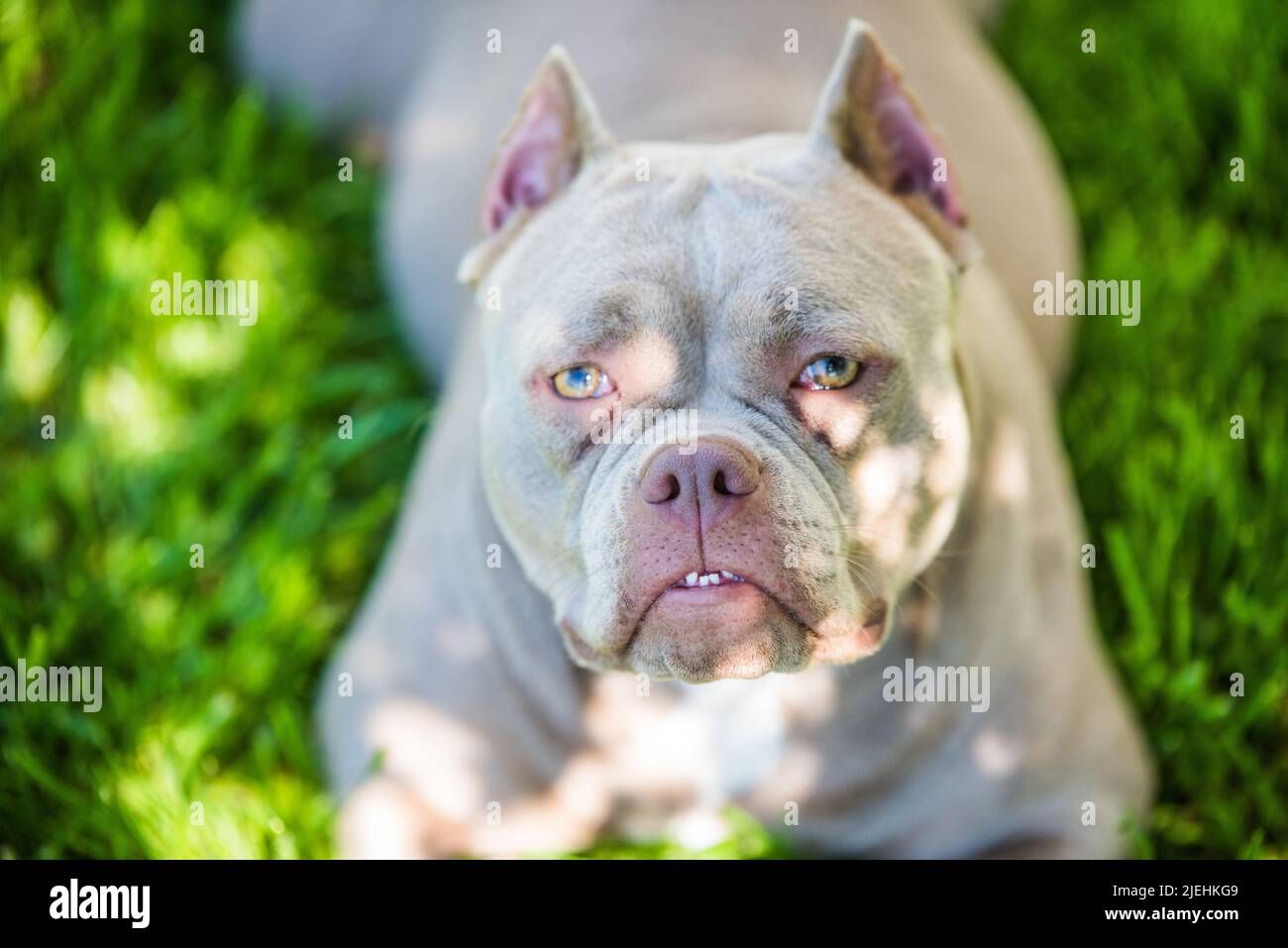 Pocket Lilac color American Bully dog top view outside Stock Photo - Alamy