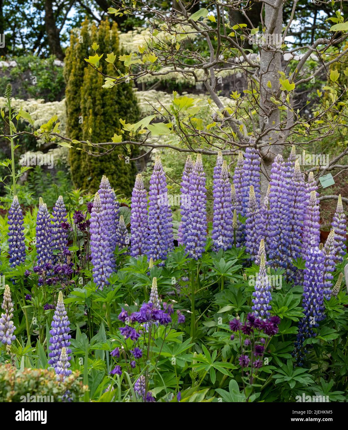 Cluster of stunning purple lupin flowers, photographed in the Dunvegan ...