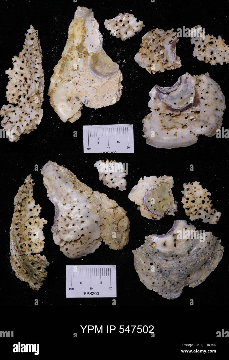 Ostrea sp animalia hi-res stock photography and images - Alamy
