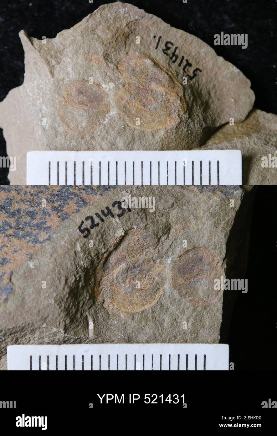 Undet stylophora animalia hi-res stock photography and images - Alamy