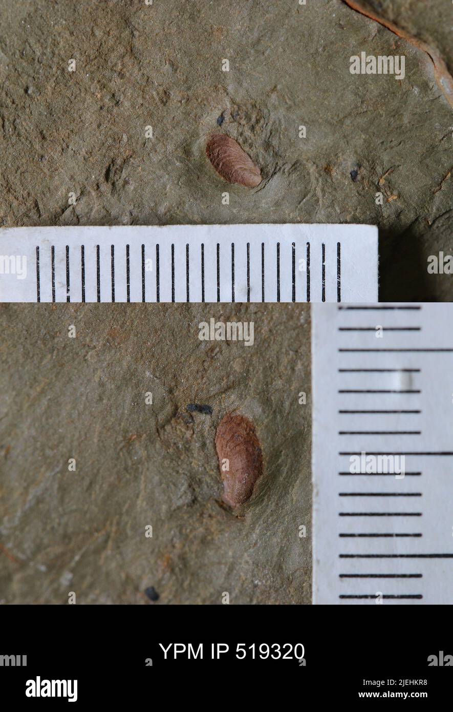 Such as the monoplacophora hi-res stock photography and images - Alamy