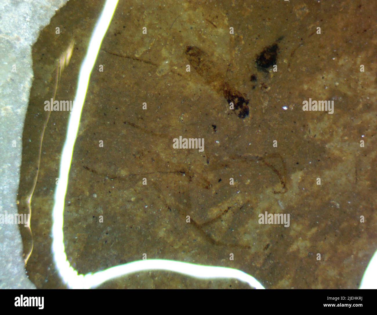 Spider mapping hi-res stock photography and images - Alamy