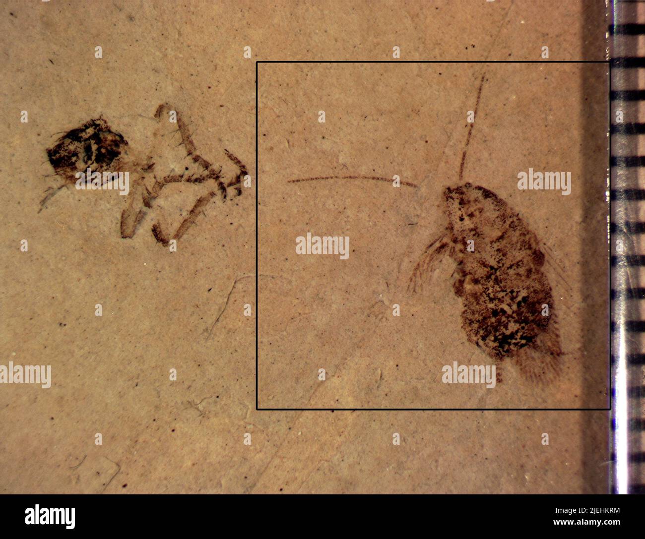 Cockroaches are insects of the order blattodea hi-res stock photography ...