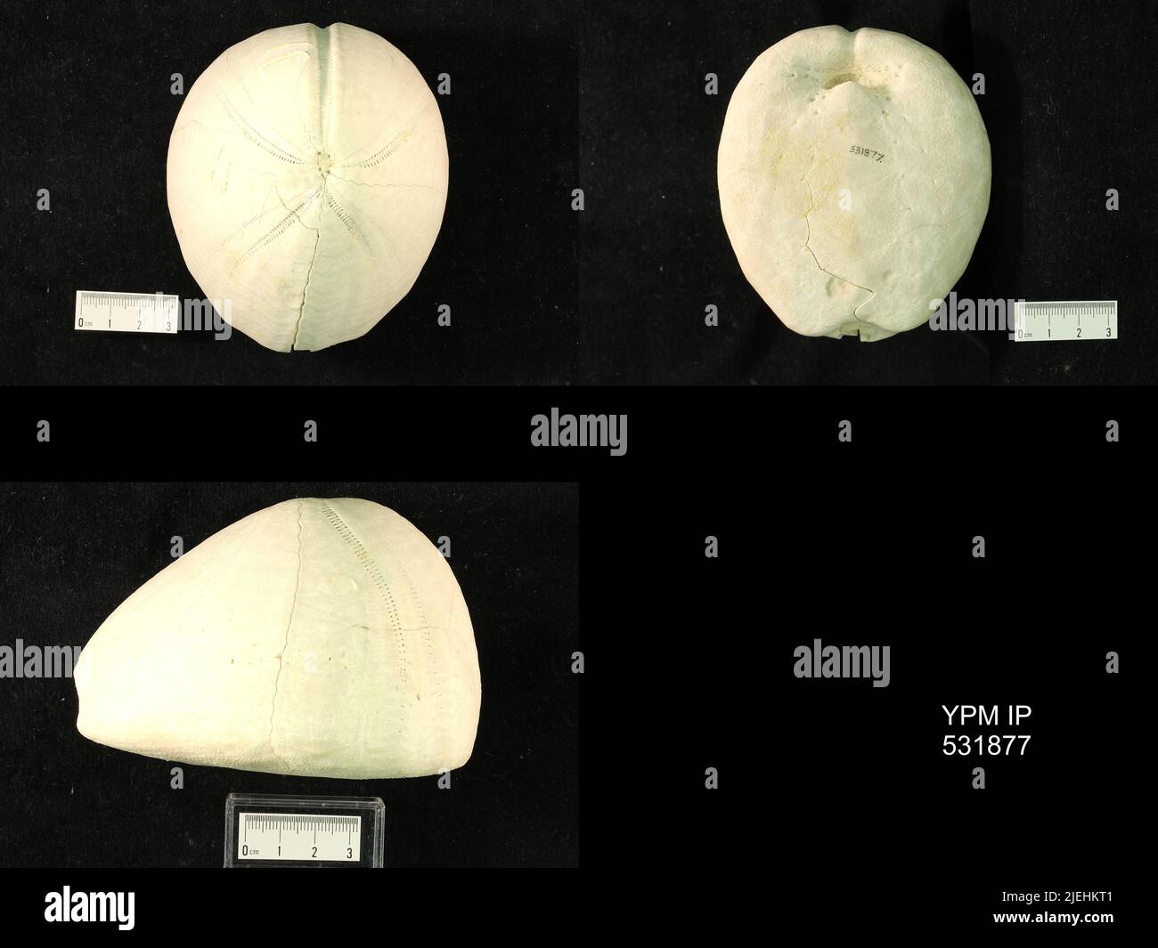 Hemipneustes radiatus (Lamarck, 1840 Stock Photo - Alamy