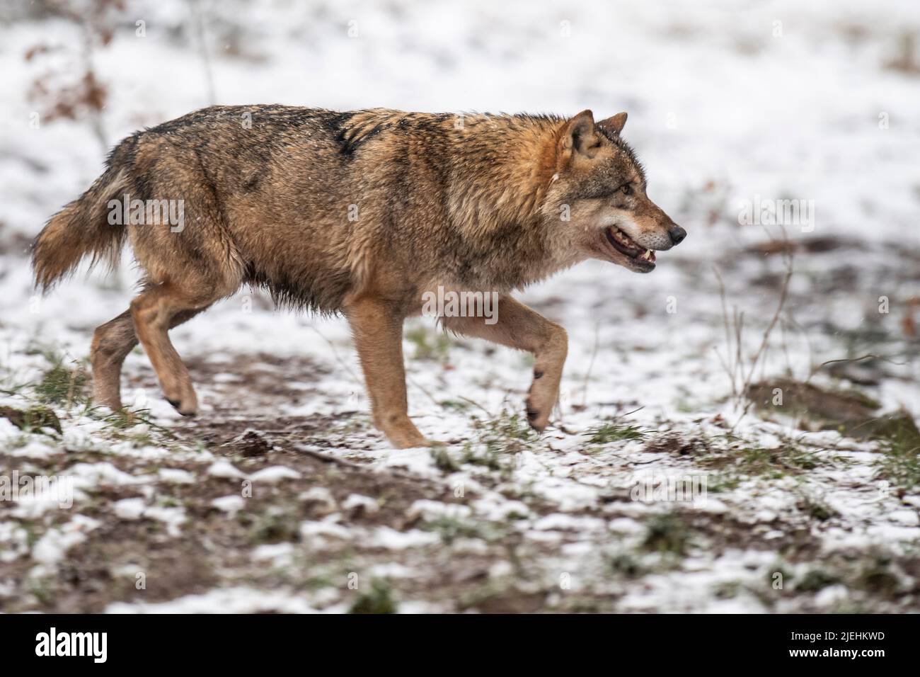 Wolf im wald hi-res stock photography and images - Alamy