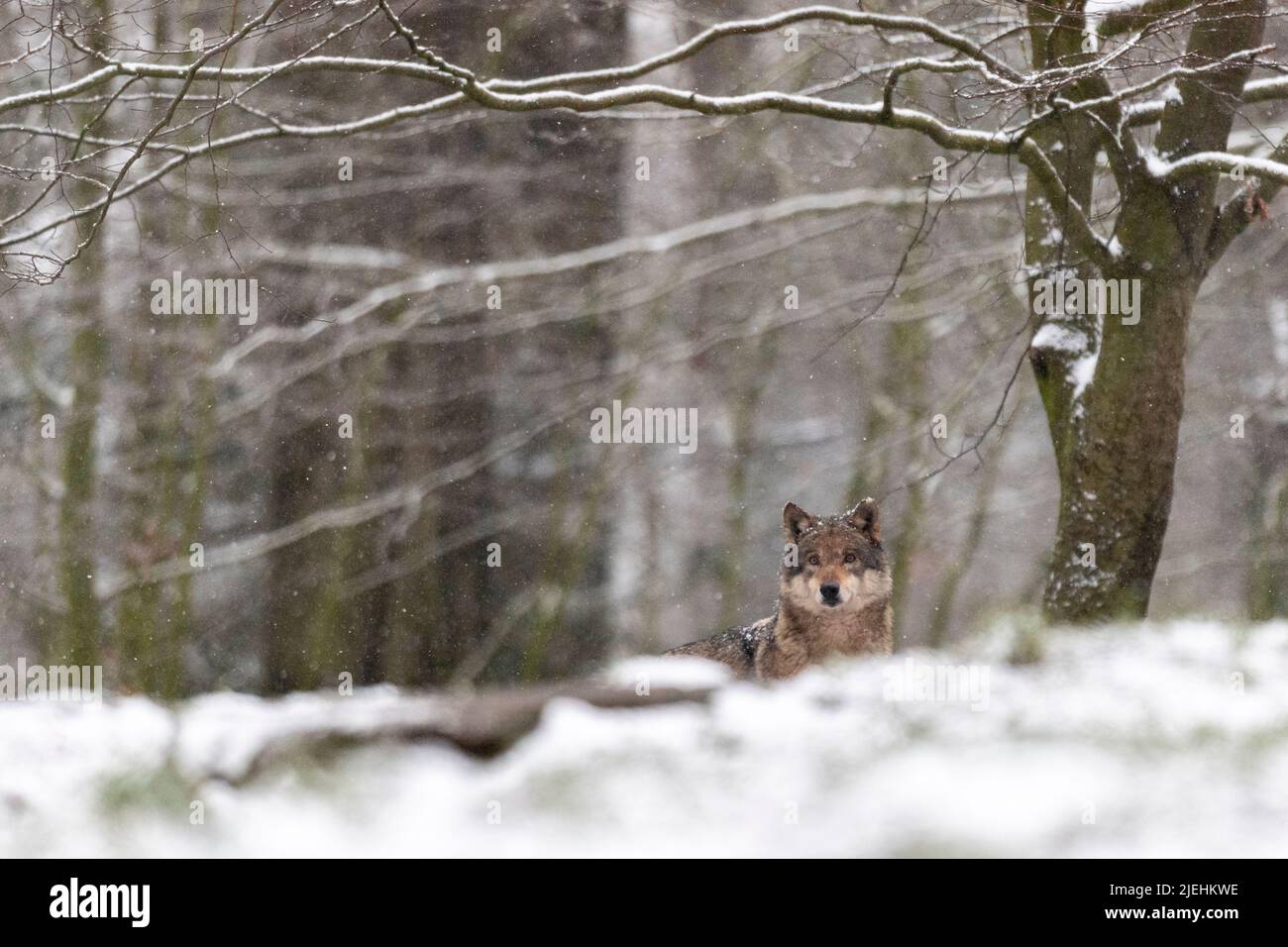 Wolf im wald hi-res stock photography and images - Alamy