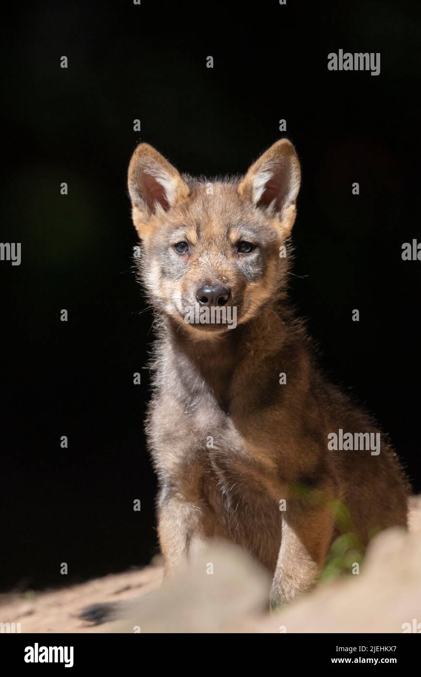 Canis m hi-res stock photography and images - Alamy