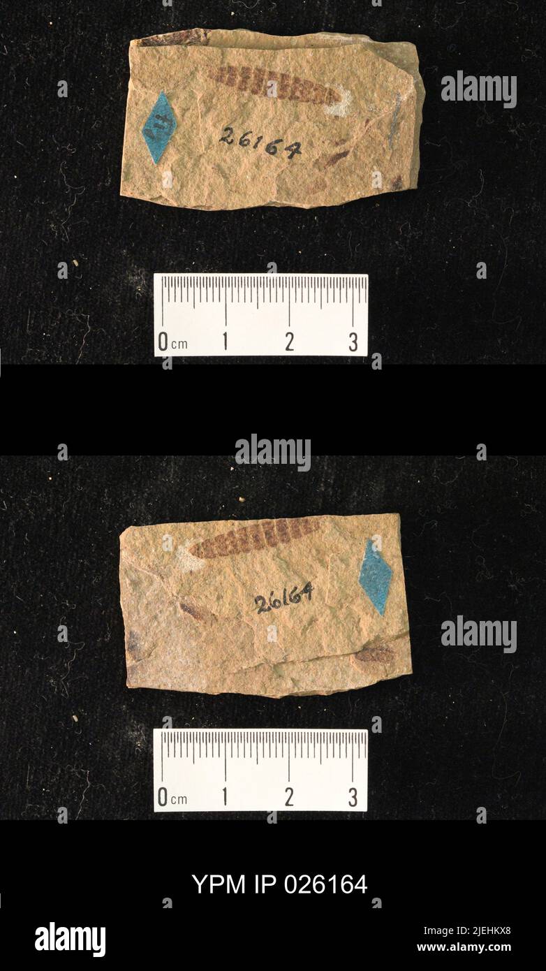 Carabites kinkaidi cockerell hi-res stock photography and images - Alamy