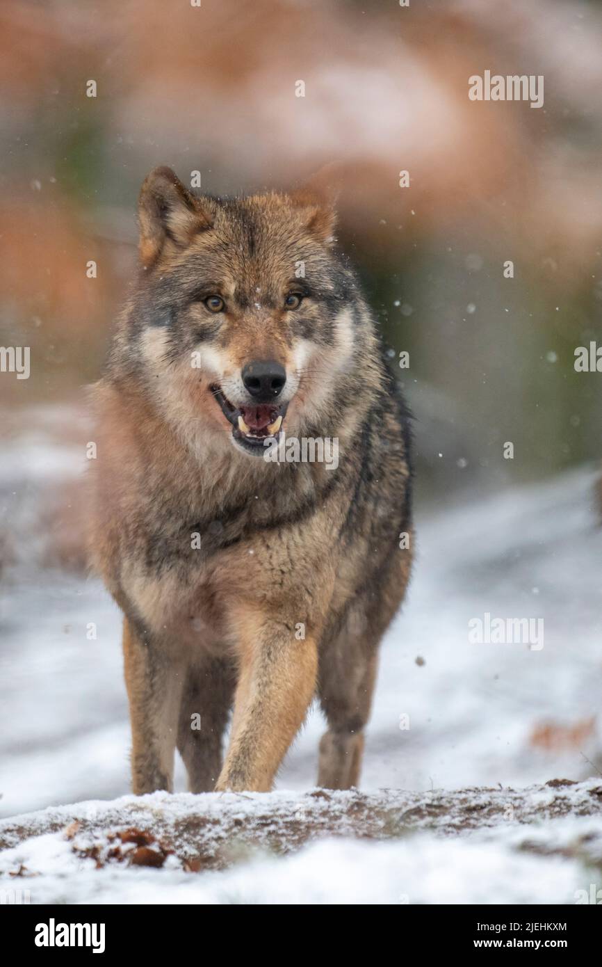 Wolf im wald hi-res stock photography and images - Alamy