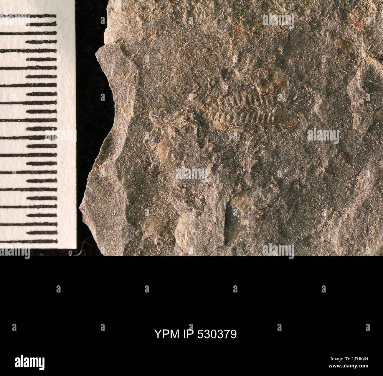 Pentremites hi-res stock photography and images - Alamy