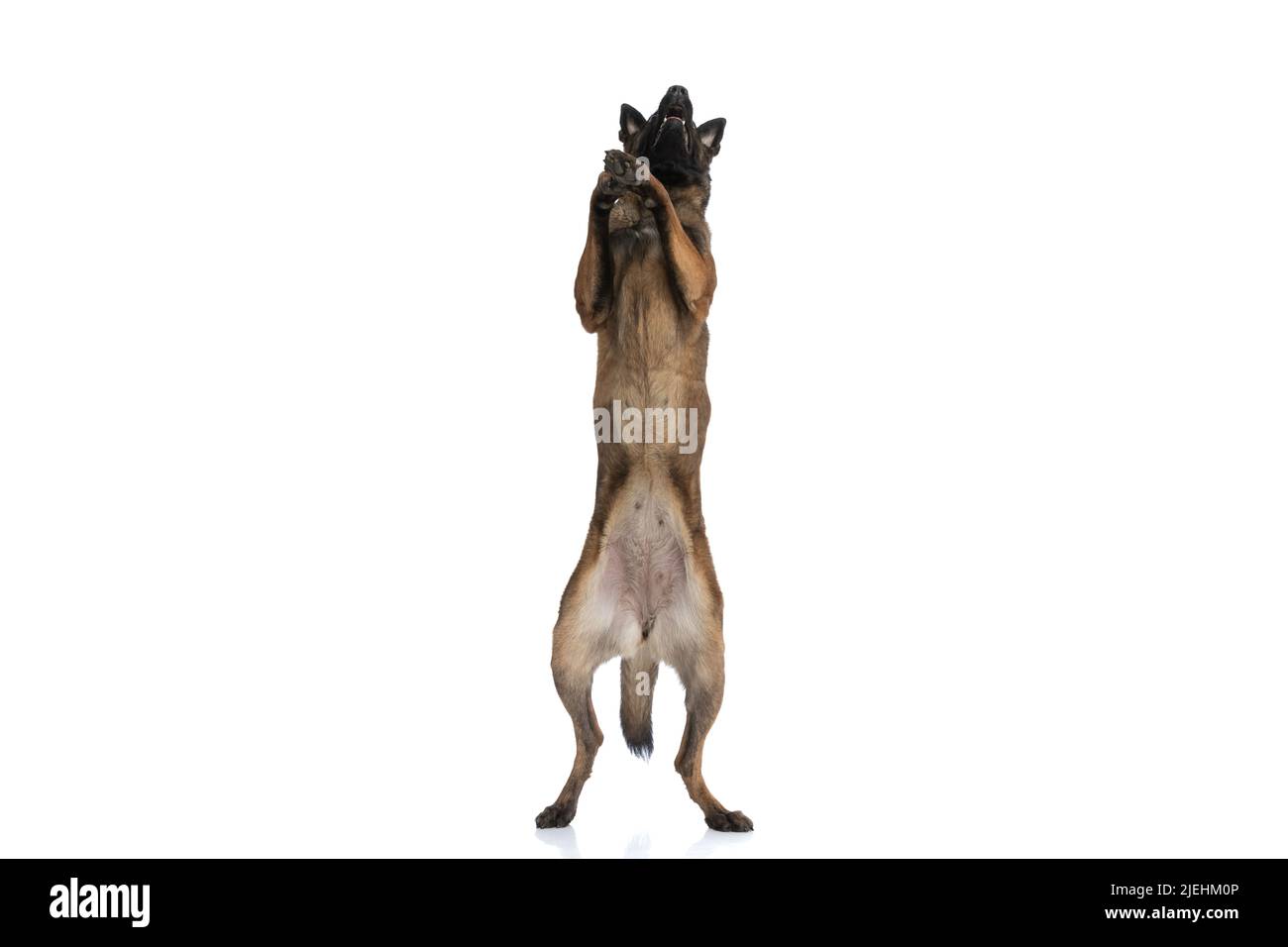 curious malinois police dog standing on behind legs and looking up in ...