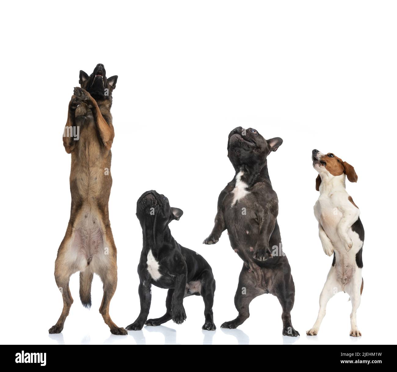 4 purebred dogs looking up in the air and standing on behind legs in ...