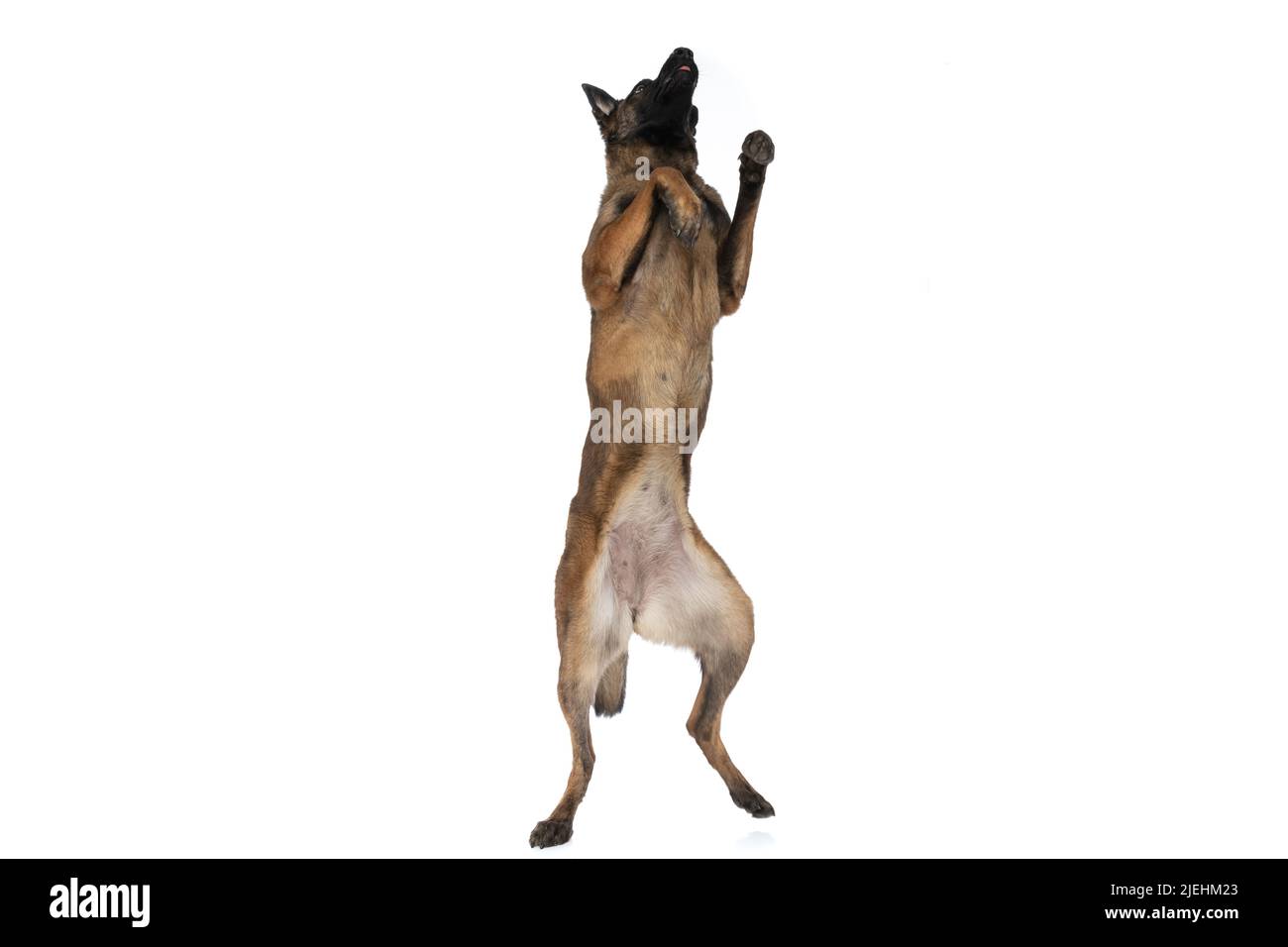 adorable malinois dog in his back legs looking up and playing in front ...