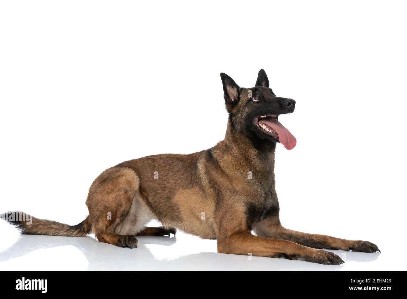 Dog Lying Down Side View