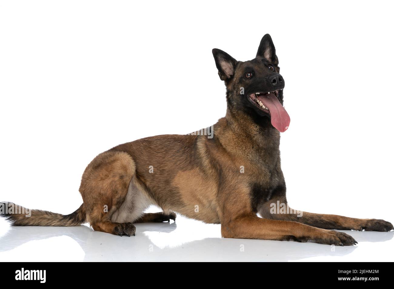 side view of lovely little police dog with tongue out looking up and ...