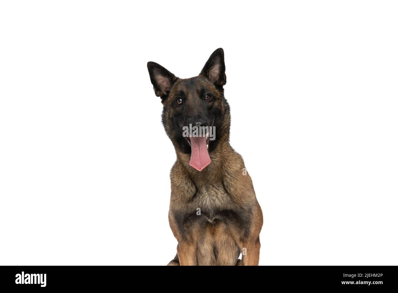 happy belgian malinois dog sitting on white background and sticking out ...