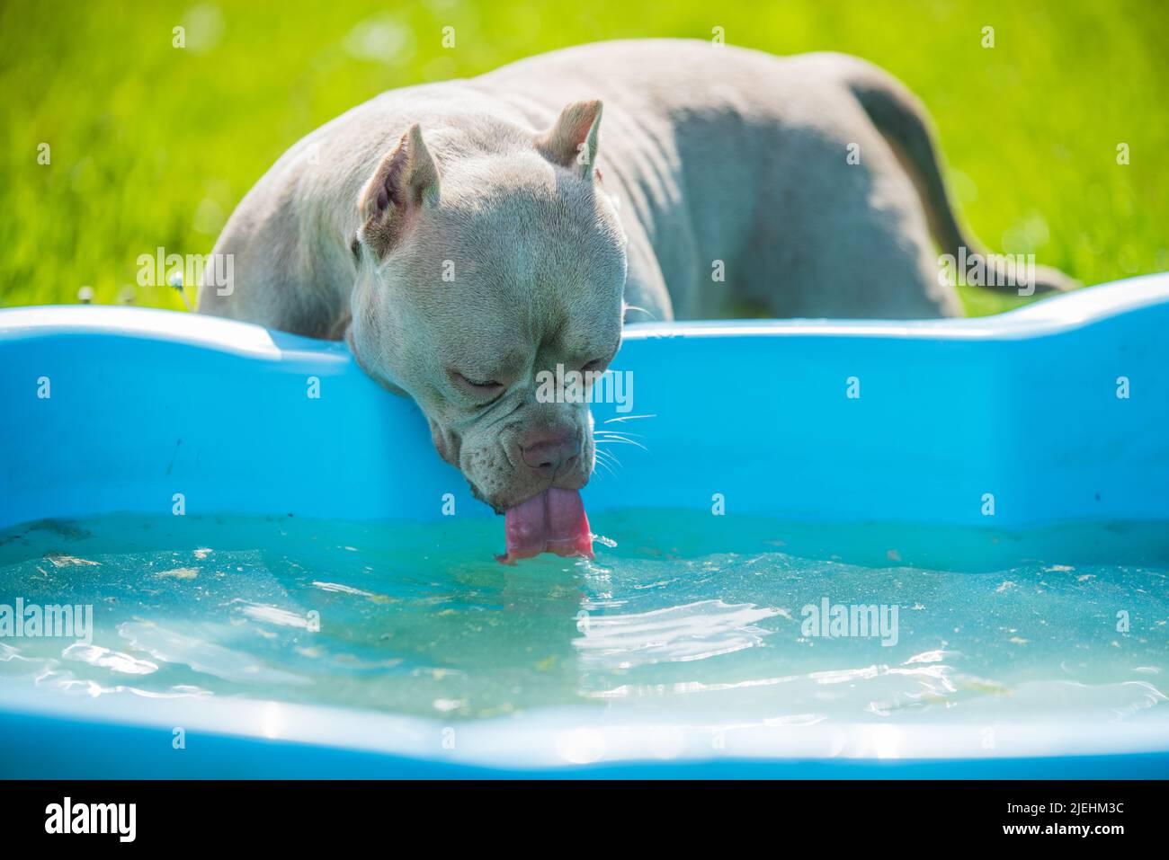 American Bully dog is drinking water in the pool, heat Stock Photo - Alamy