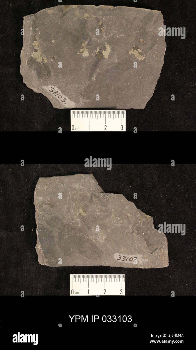 Mormolucoides articulatus Hitchcock. IPB.09955: Massachusetts. Franklin ...