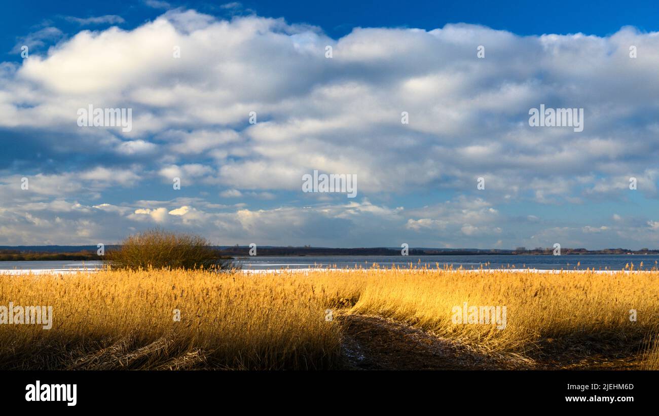 Reet, Reetschnitt, Dümmer See Stock Photo - Alamy