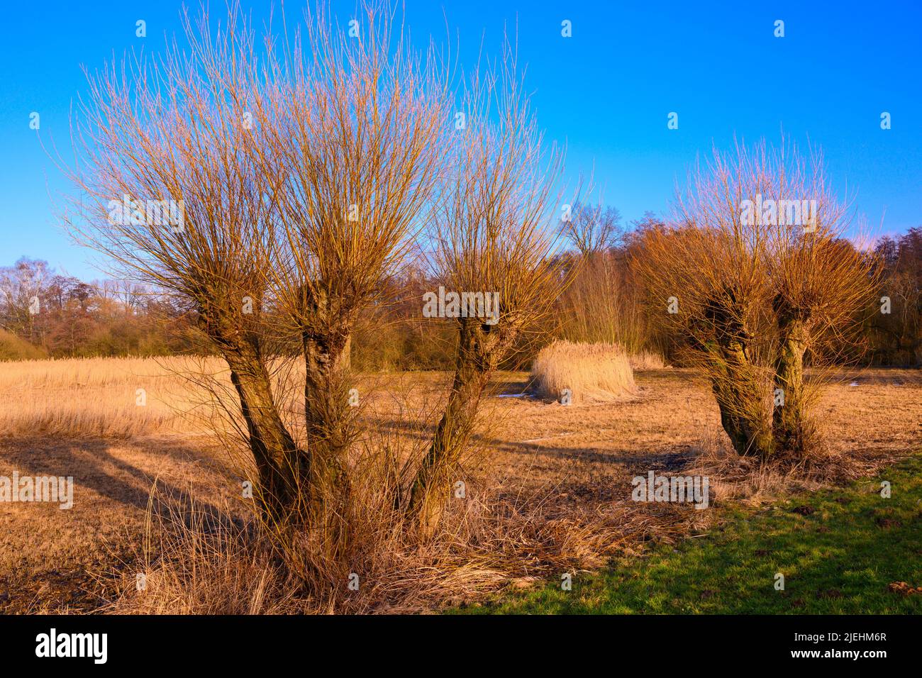 Kopfweiden am Dümmer See Stock Photo - Alamy