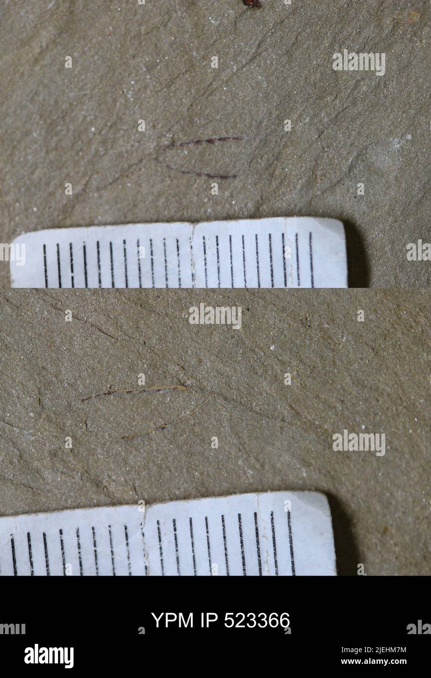 Graptolithina graptolites hi-res stock photography and images - Alamy