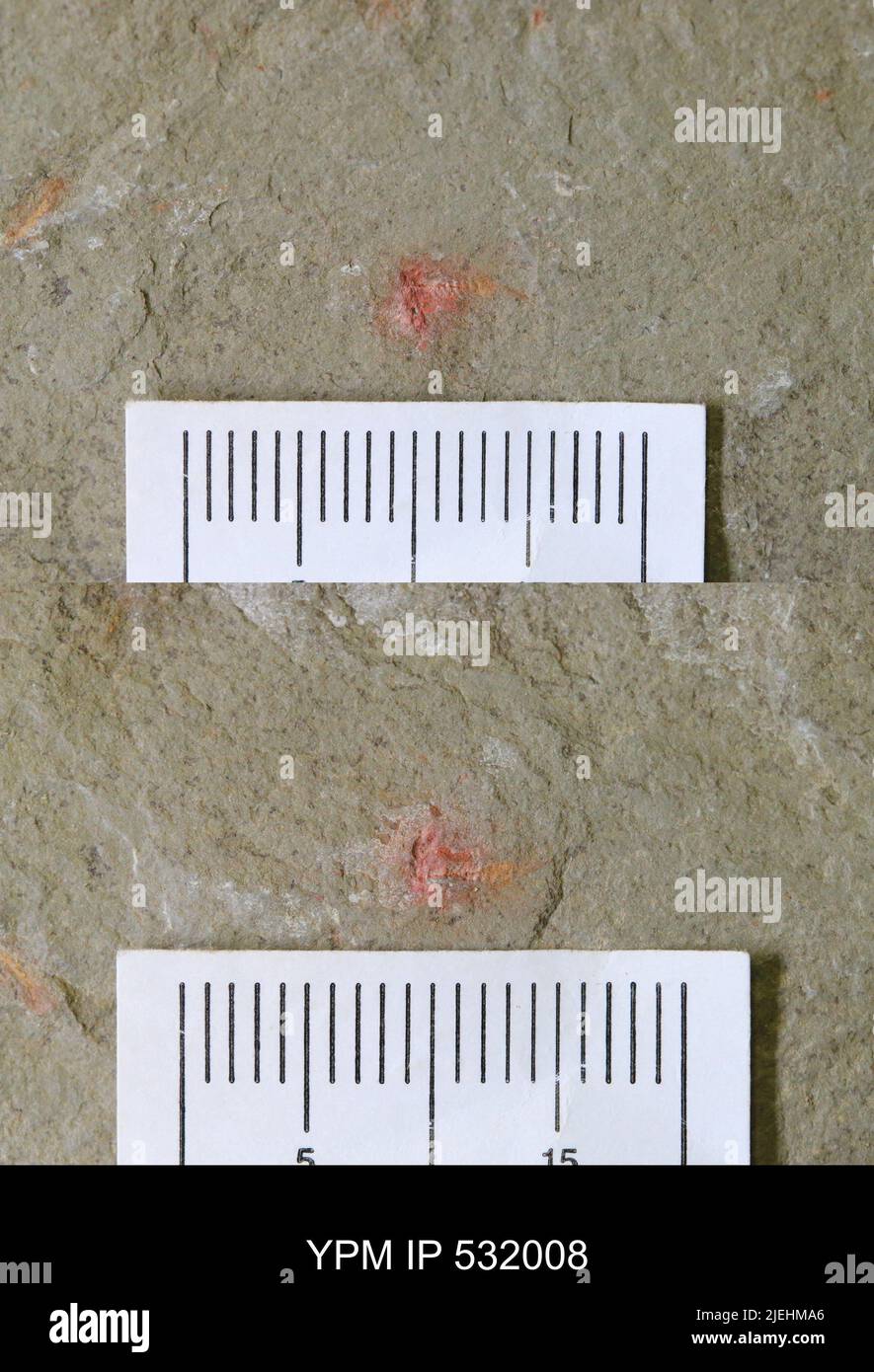 Xiphosurida hi-res stock photography and images - Alamy