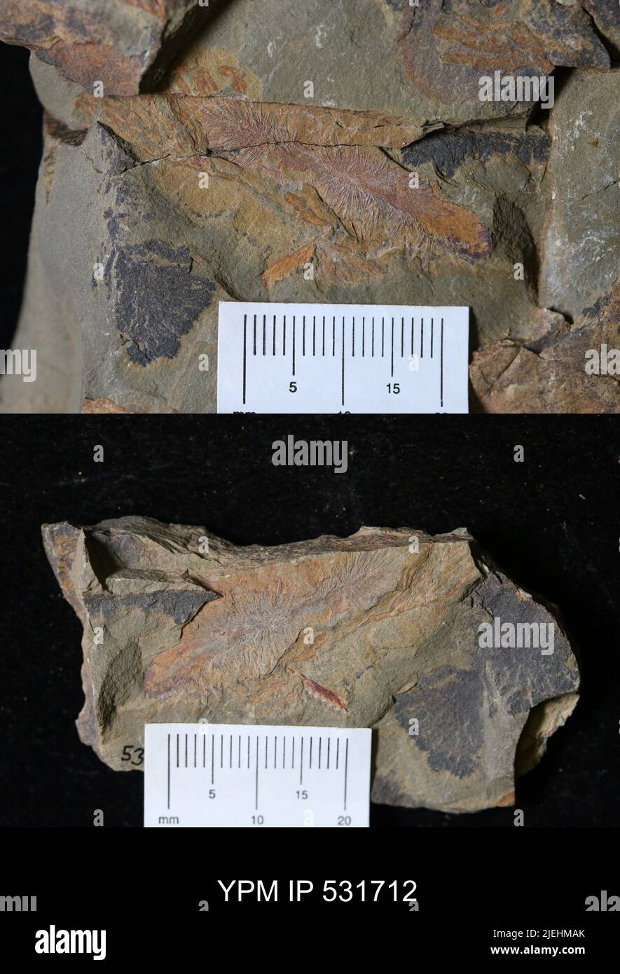 Pirania sp animalia hi-res stock photography and images - Alamy