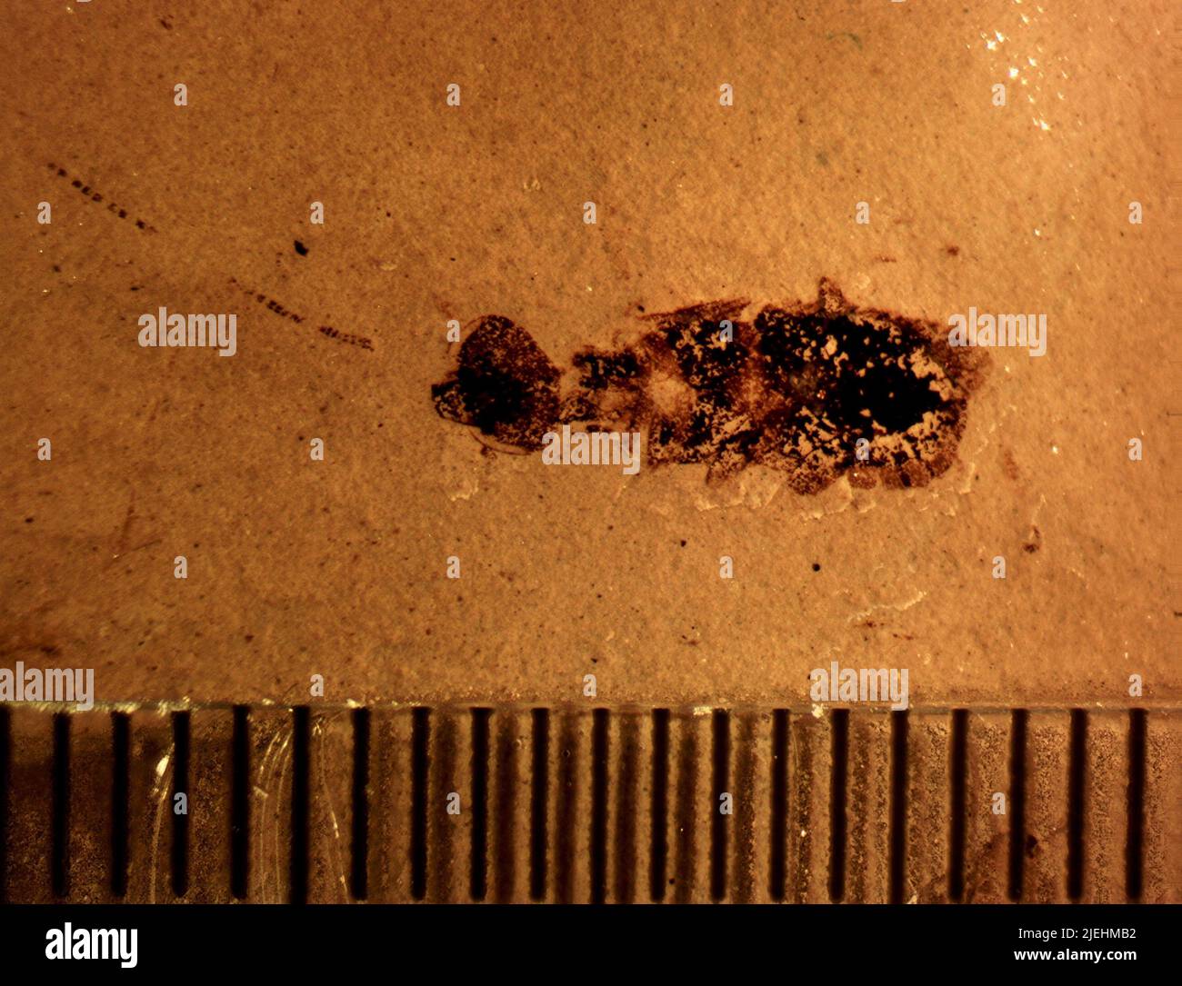 Cockroaches are insects of the order blattodea hi-res stock photography ...