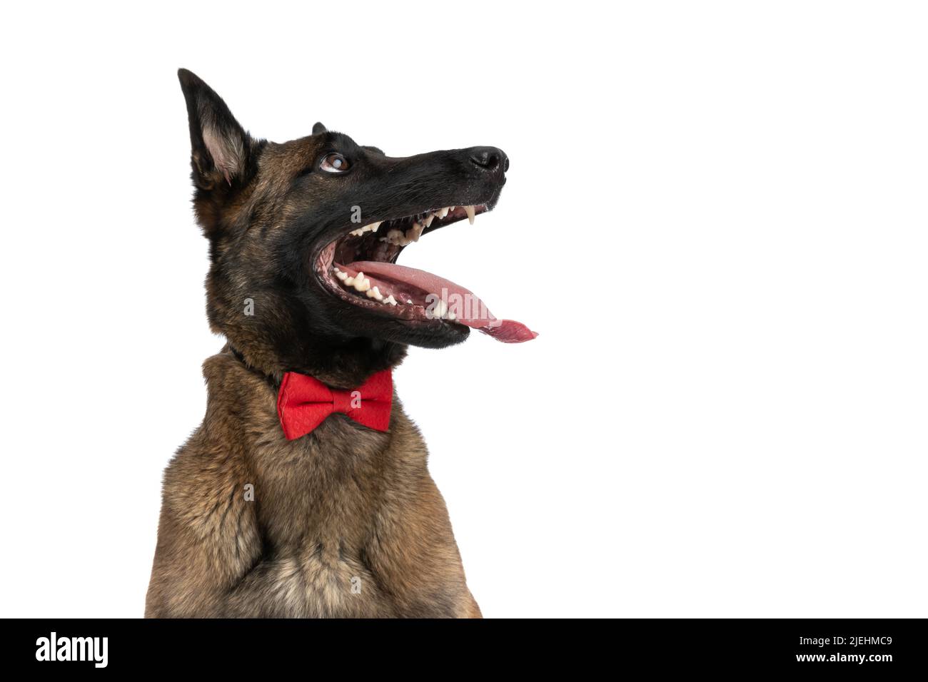 portrait of enthusiastic police dog with red bowtie around neck looking ...