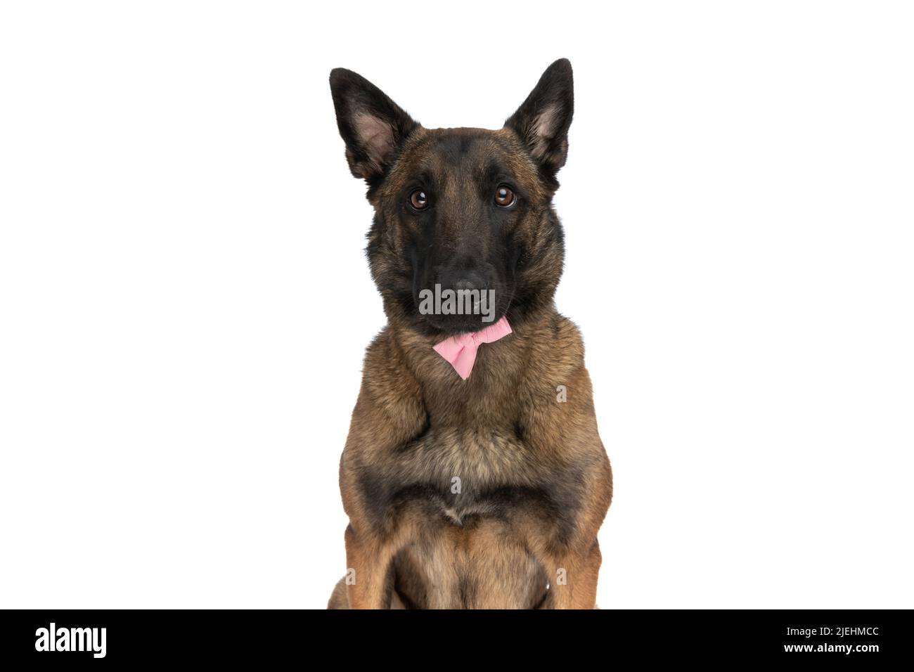 adorable belgian shepherd dog with pink bowtie sitting in front of ...