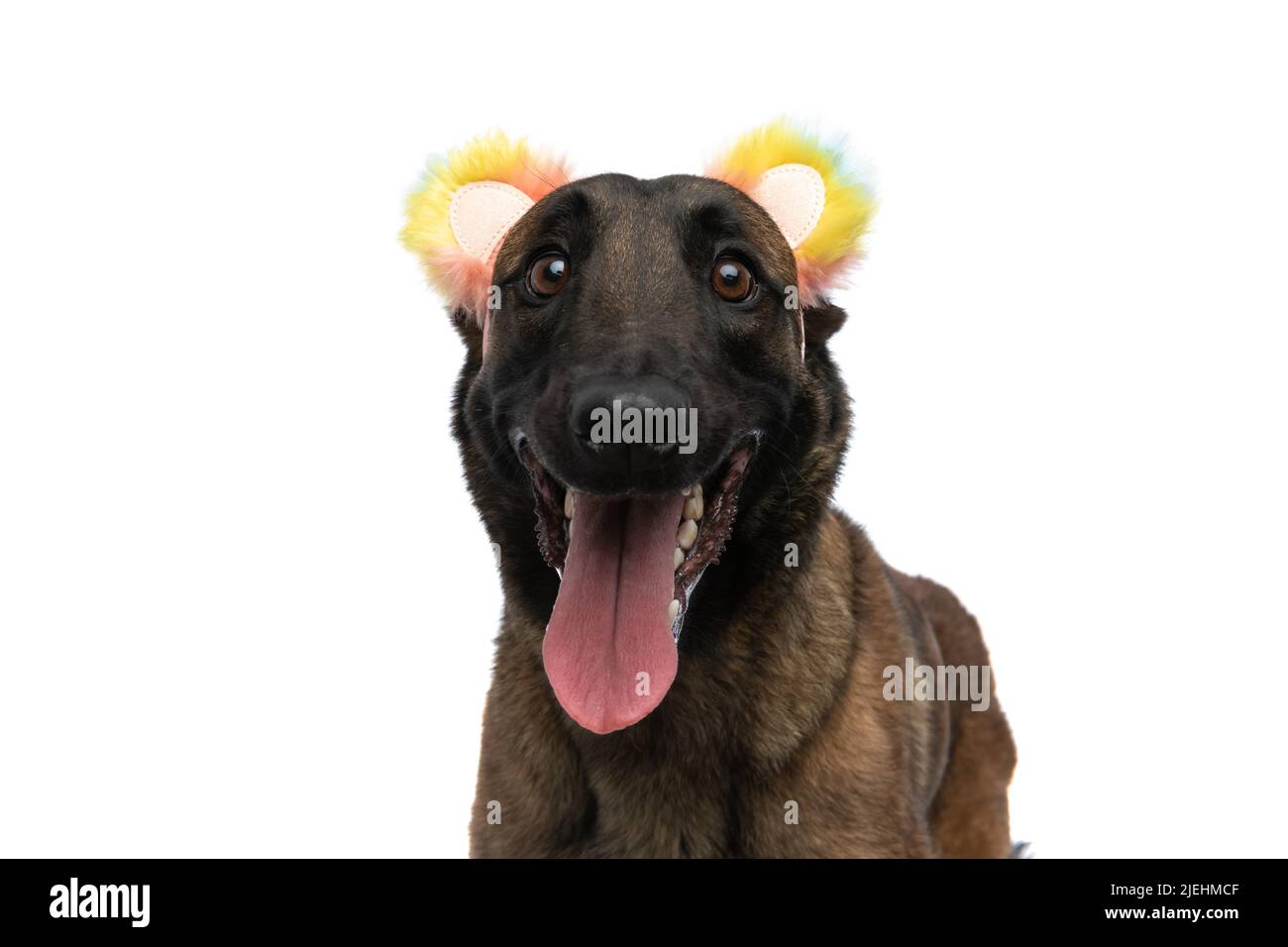 Malinois ears hi-res stock photography and images - Alamy