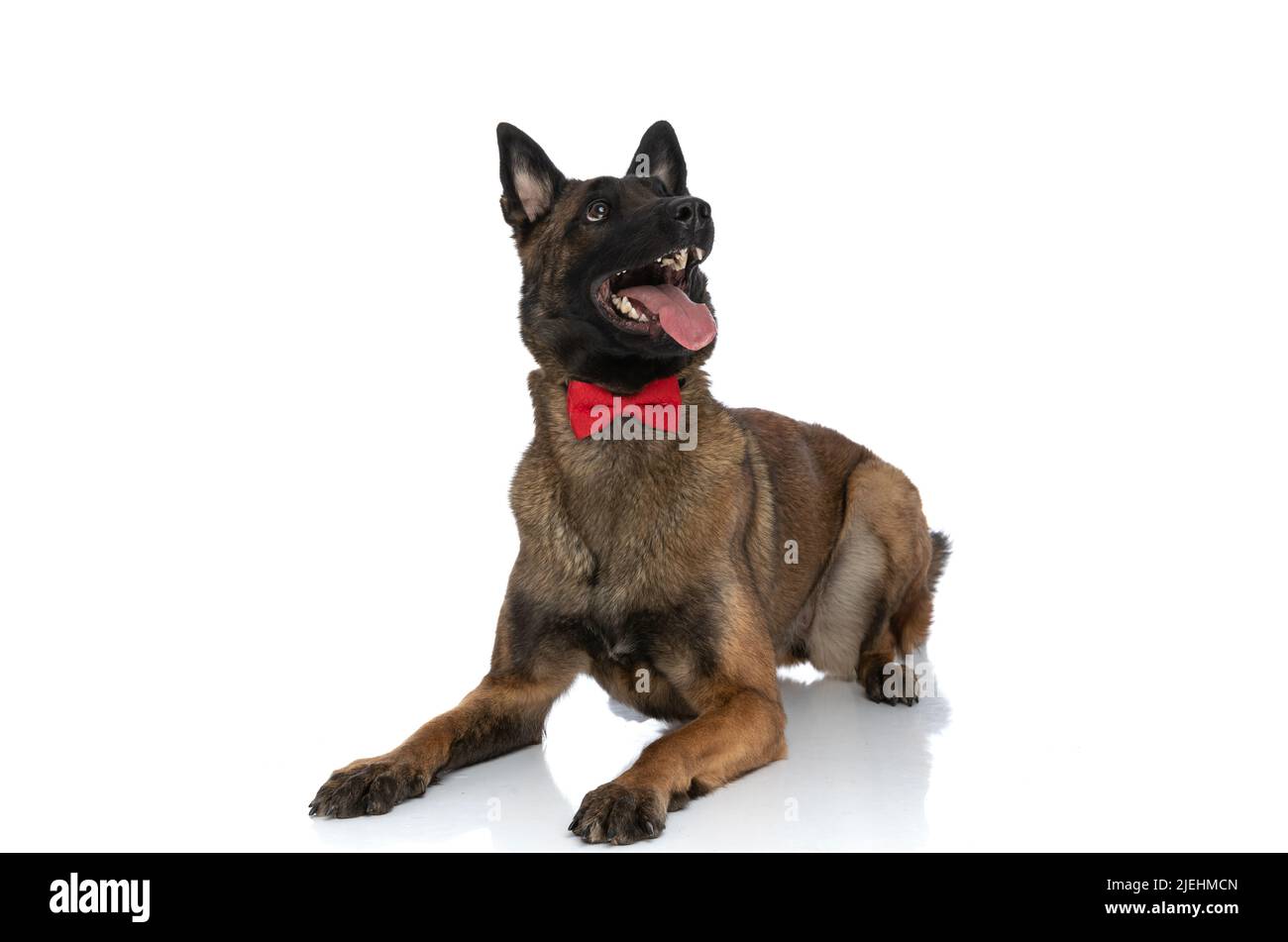 Red Belgian Malinois