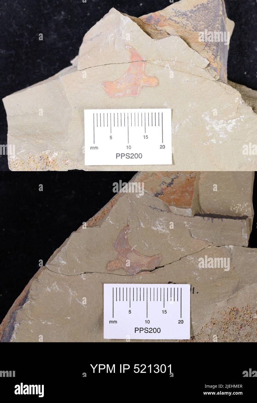 Cothurnocystis hi-res stock photography and images - Alamy